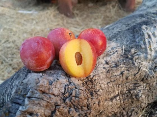 Dapple Dandy Pluot – Trees of Antiquity