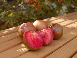 Dapple Dandy Pluot – Trees of Antiquity