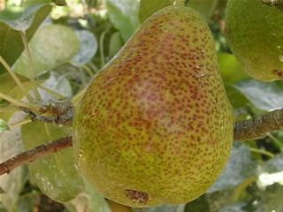 Pear Trees – Trees of Antiquity