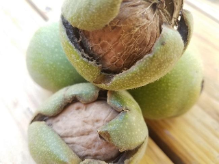 Robert Livermore Walnut – Trees of Antiquity