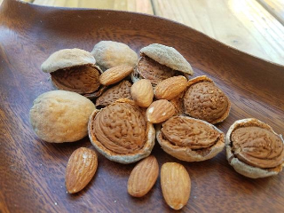 Garden Prince Almond – Trees of Antiquity