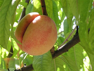 Indian Blood Peach – Trees of Antiquity