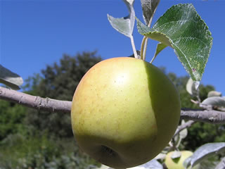 Golden Delicious Apple Tree