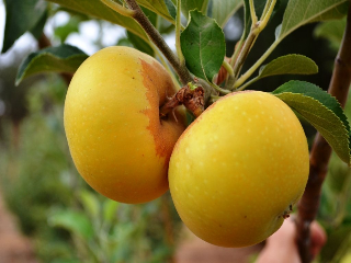 Golden Noble Apple – Trees of Antiquity
