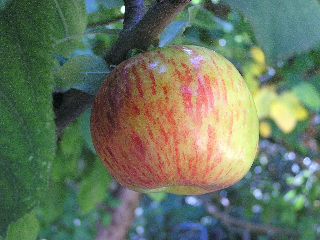 Gravenstein Apple Tree