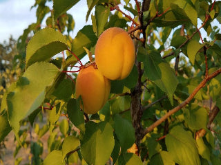 Harcot Apricot – Trees of Antiquity