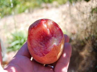 Indian Blood Peach – Trees of Antiquity