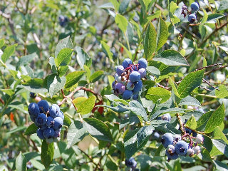 Jersey Blueberry – Trees of Antiquity