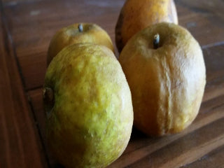 Knobbed Russet Apple – Trees of Antiquity