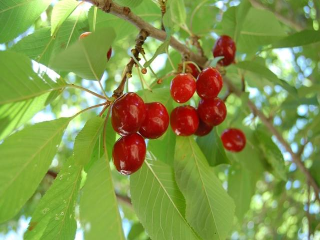 Cherry Trees – Trees of Antiquity
