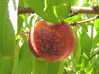 Independence Nectarine – Trees of Antiquity