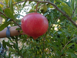 Angel Red Pomegranate – Trees of Antiquity