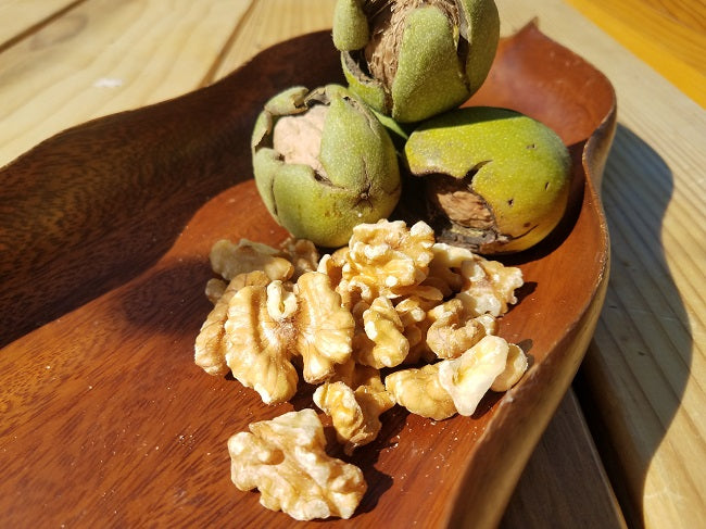 Franquette Walnut – Trees of Antiquity