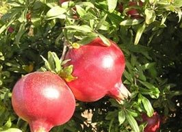 Angel Red Pomegranate – Trees of Antiquity