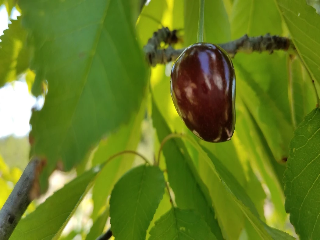 Purple Guigne Cherry – Trees of Antiquity