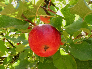 Red Apple Fruit Tree