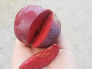 Redfield Apple Tree – Trees of Antiquity