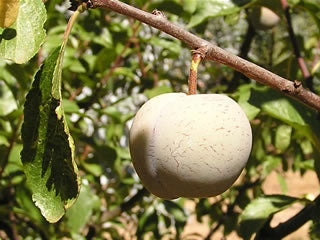 Weeping Santa Rosa Plum – Trees of Antiquity