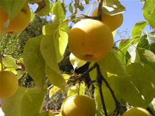 Shinseiki Pear Tree – Trees of Antiquity