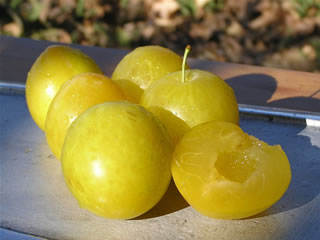 Plum Trees – Trees of Antiquity