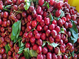 Cherry Trees – Trees of Antiquity
