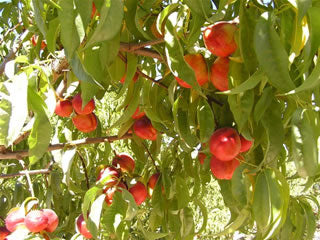 Independence Nectarine – Trees of Antiquity
