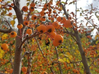 Snowdrift Crabapple – Trees of Antiquity