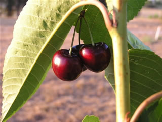 Cherry Trees – Trees of Antiquity