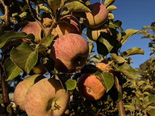 Summer Rambo Apple – Trees of Antiquity