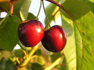 Utah Giant Cherry – Trees of Antiquity