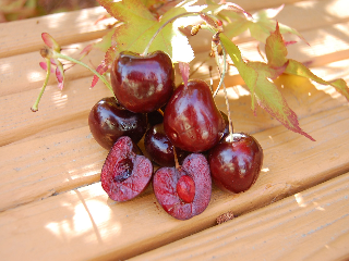 Cherry Trees – Trees of Antiquity