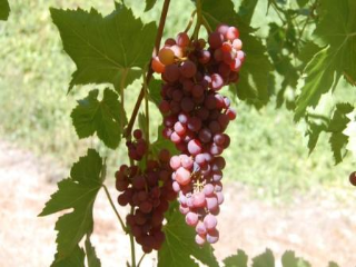 Vanessa Grape – Trees of Antiquity