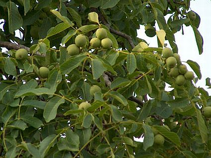 Hartley Walnut – Trees of Antiquity